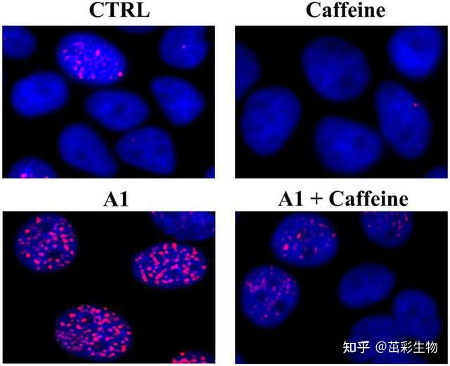 茁彩生物ㅣ走进EdU系列荧光染色 - 知乎