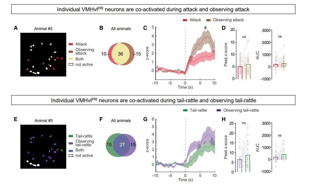 Cell：斯坦福大学报道调控攻击性行为的丘脑镜像神经元 - 知乎