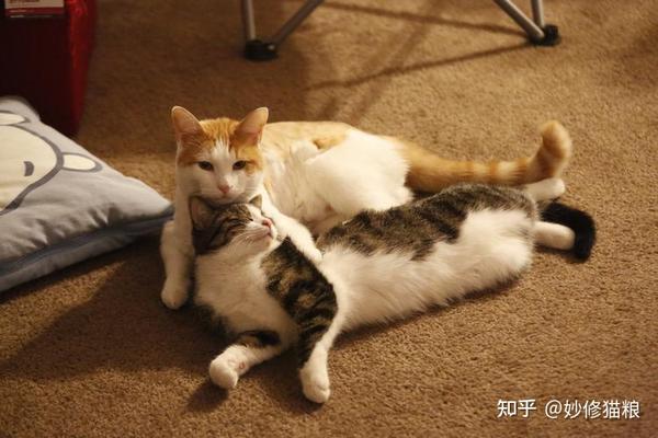 关于猫咪发情那些事,你知道多少? 知乎