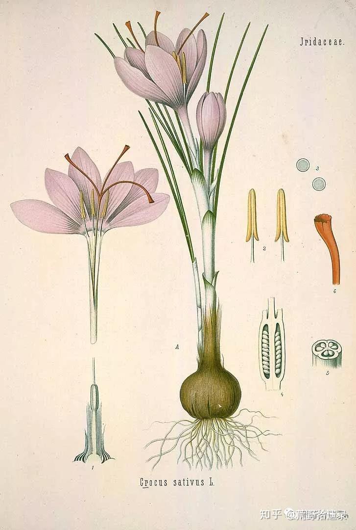 中国唯一的原生番红花属植物：白番红花 Crocus alatavicus（新疆野百合） - 知乎