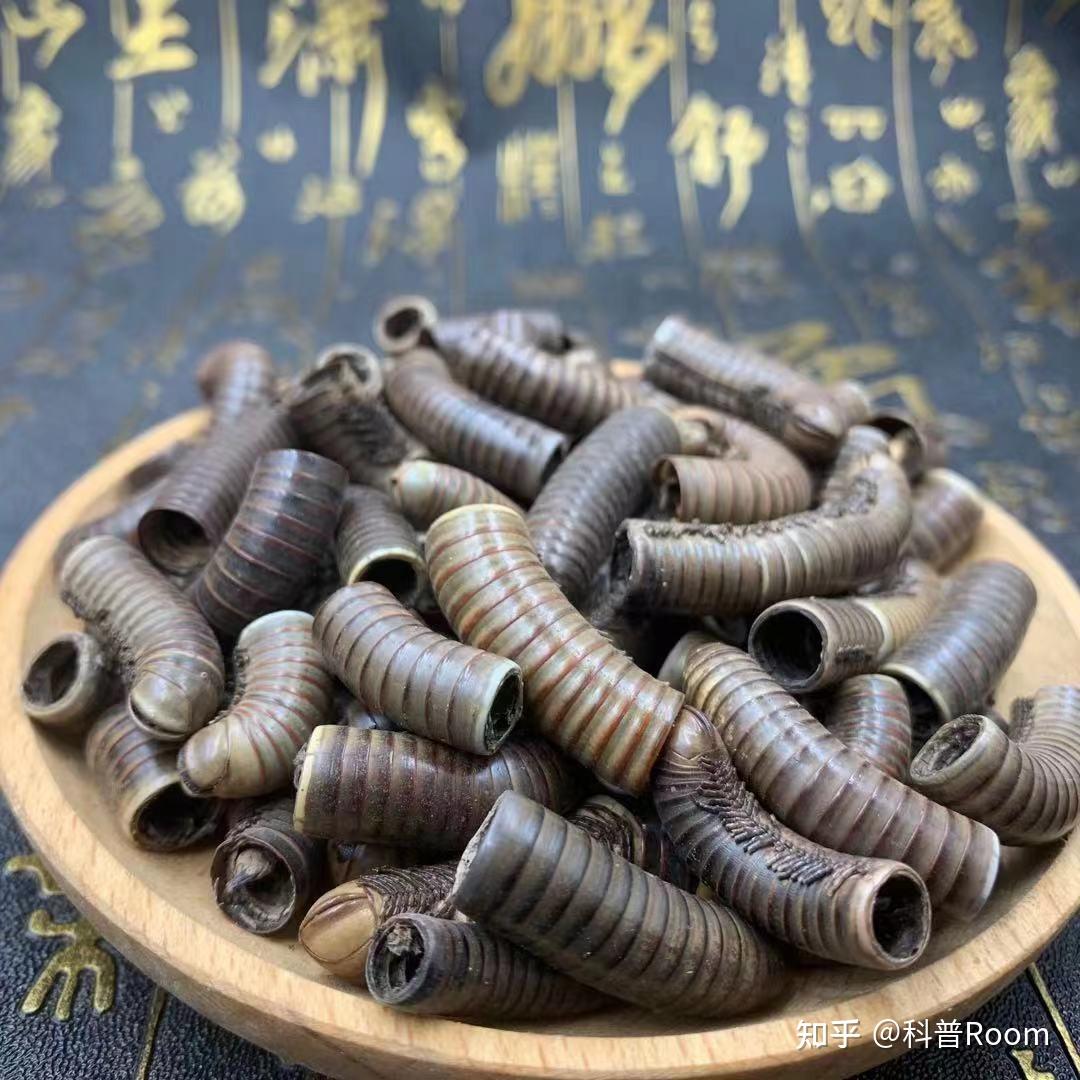 世界上脚最多的生物！农村常见的“千足虫”，现在为何越来越少？ - 知乎