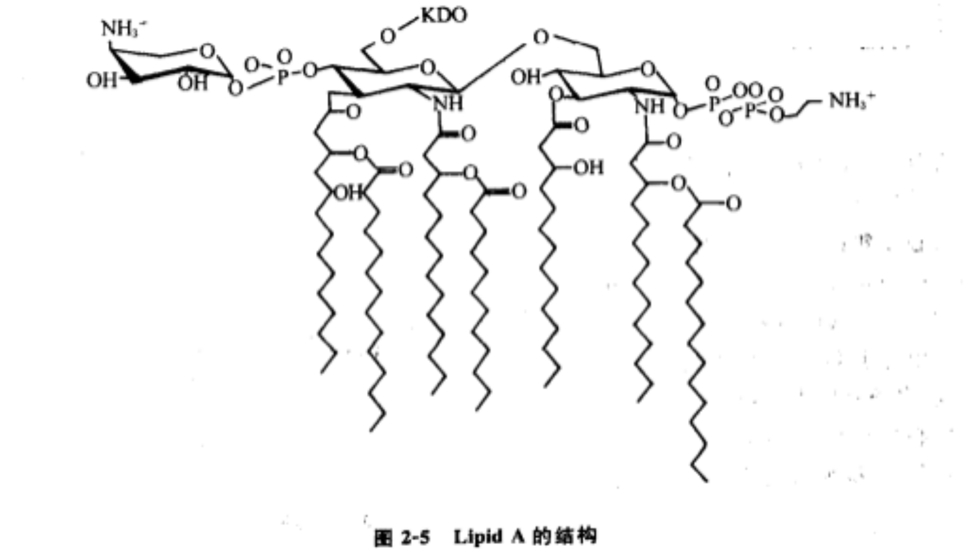 细菌内毒素的结构之Lipid A的结构阐述 - 知乎