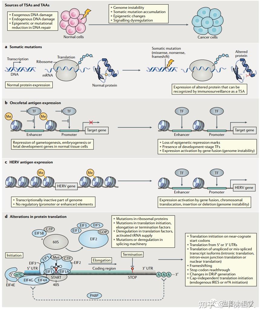 53分综述：MHCⅠ类分子与肿瘤免疫监视和免疫逃避 - 知乎