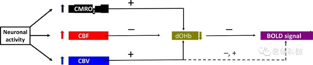 BOLD信号的生理建模及其对有效连接的影响 - 知乎