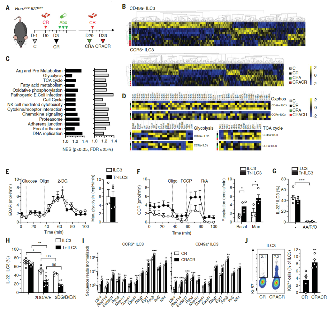 Science丨先天免疫细胞 ILC3 通过免疫训练加强肠道防御 - 知乎