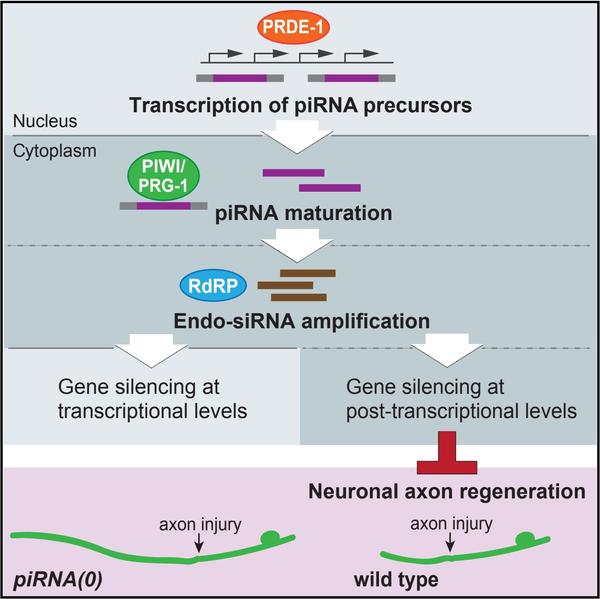 RNA干扰（一）——mi-！si-！pi-！ - 知乎