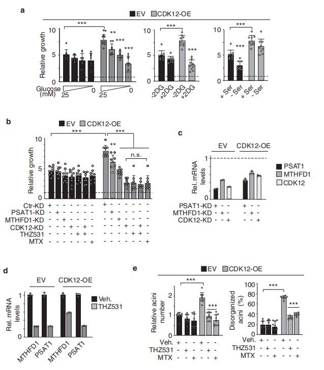 Nat Commun | 转录组+代谢组解析经典靶点CDK12致癌机制 - 知乎