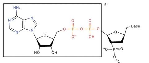 什么是5’-腺苷酸化修饰rApp？ - 知乎