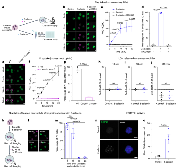Nature Immunology丨GSDMD 孔的形成调节中性粒细胞中 S100A8/S100A9 的释放 - 知乎