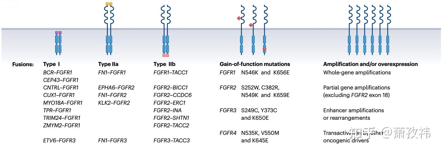 FGFR：信号通路与靶向药物 - 知乎
