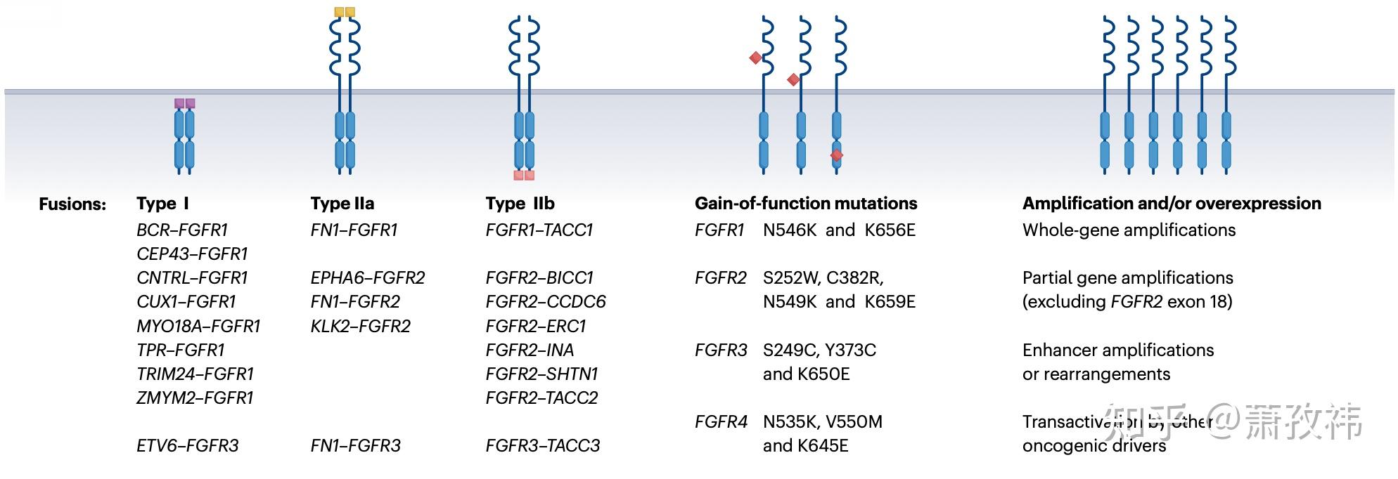 FGFR2b：胃癌新靶点 - 知乎
