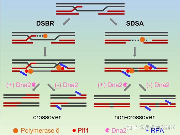 NAR︱山东大学张亮然/王顺心团队揭示Dna2移除减数分裂细胞中ssDNA-RPA纤丝的分子机制 - 知乎