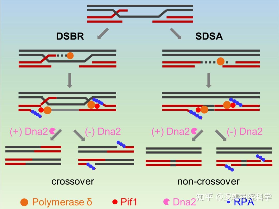 NAR︱山东大学张亮然/王顺心团队揭示Dna2移除减数分裂细胞中ssDNA-RPA纤丝的分子机制 - 知乎
